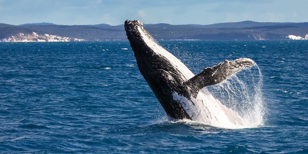 The Where and When of Whale Watching - No Passport Required | Travelzoo