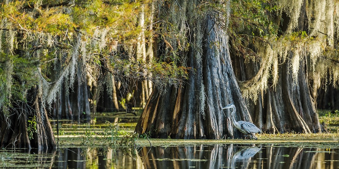 Fall for the South | Travelzoo