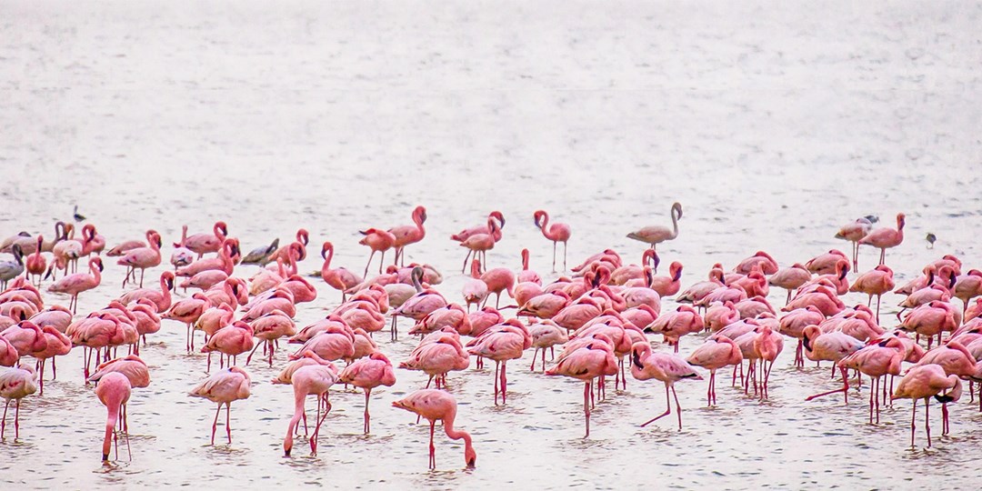 $2999 & up—Kenya safari: small-group tour w/flights | Travelzoo