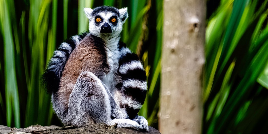 Dès 1699€—La faune et la flore de Madagascar en 16j de circuit | Travelzoo
