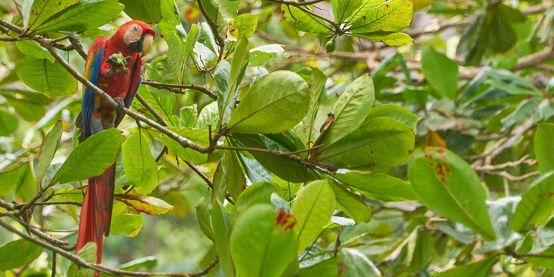 $875—Costa Rica escape w/meals, reg. $2055 | Travelzoo