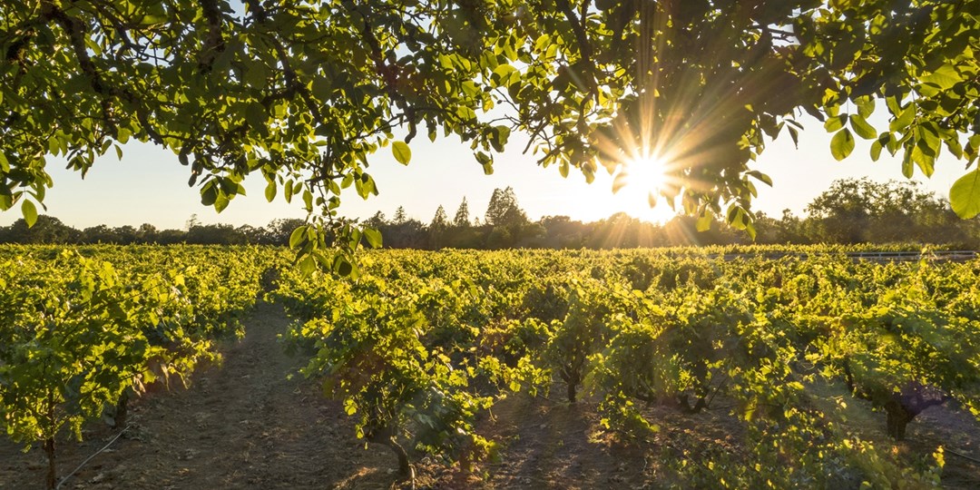 7 Reasons Why Santa Rosa Is Wine Country's Best-Kept Secret | Travelzoo