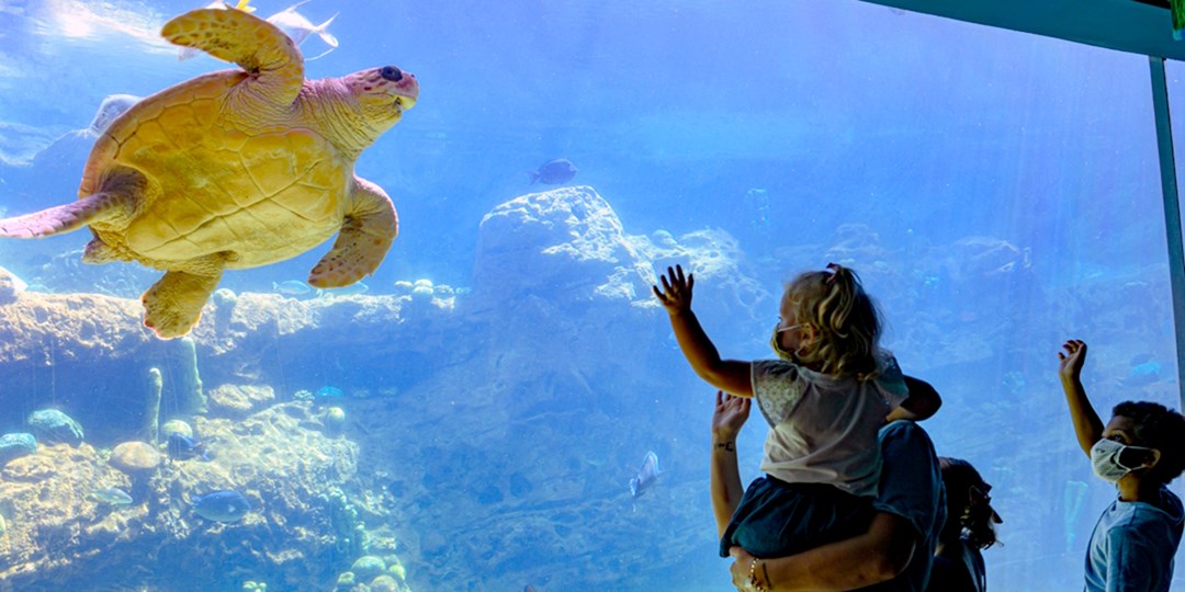 SeaWorld Orlando Admission with All-Day Dine | Travelzoo