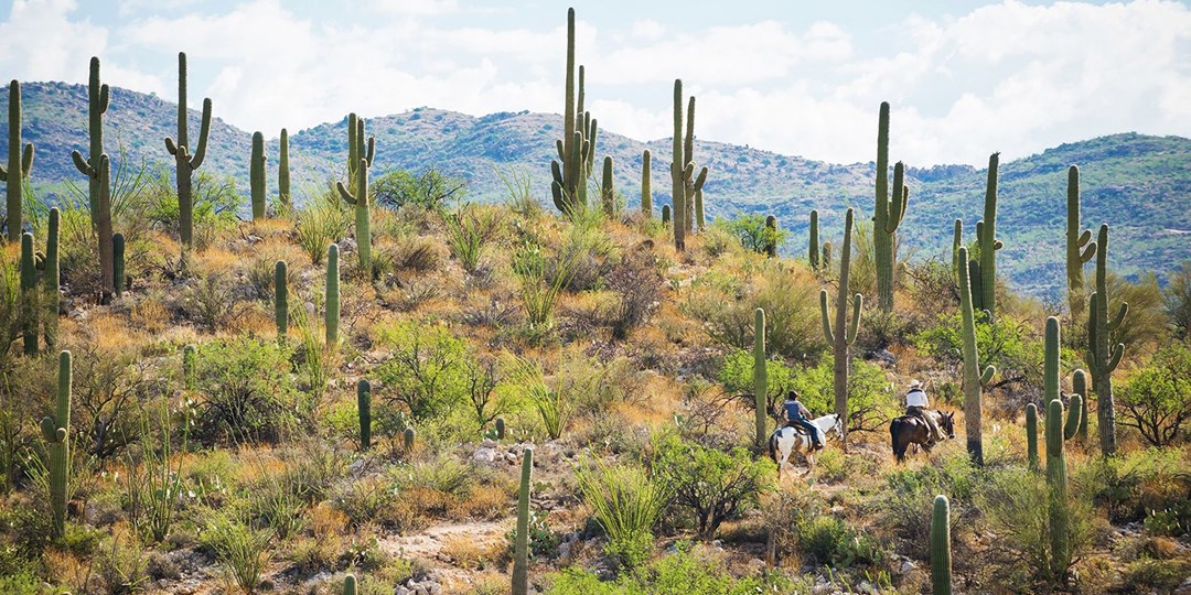 Achieve Peak Oasis Vibes in Tucson This Fall | Travelzoo