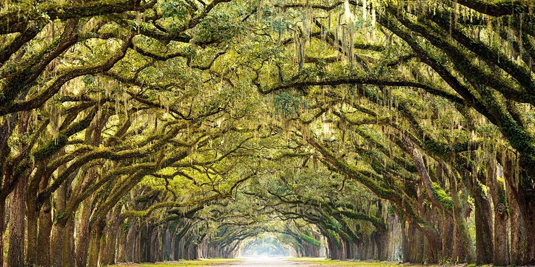 12 Reasons to Pack Your Bags for Savannah This Summer | Travelzoo