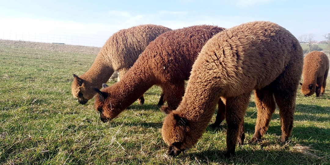 £14 – 90-minute alpaca walk in the Derbyshire countryside | Travelzoo